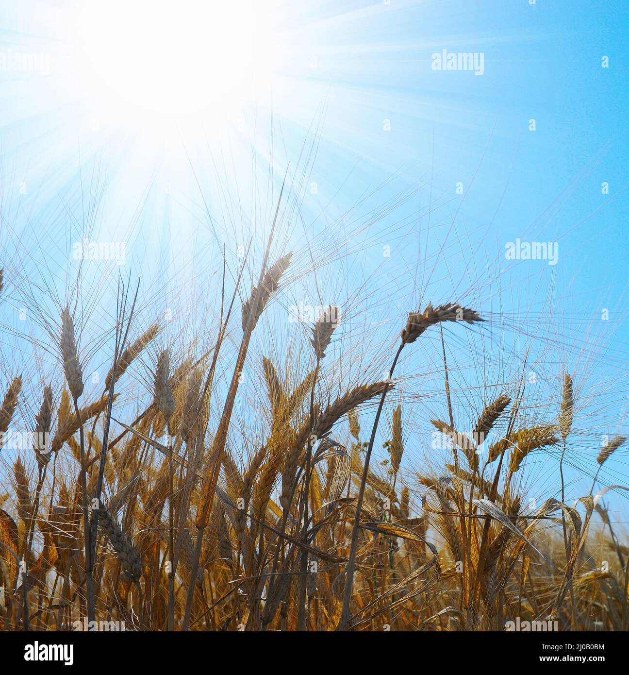 Rye field on a beautiful sunny sky background Stock Photo - Alamy