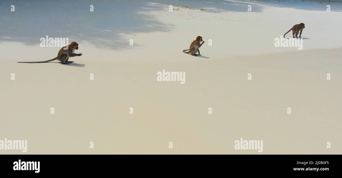 Little monkey with big monkey hi-res stock photography and images - Alamy