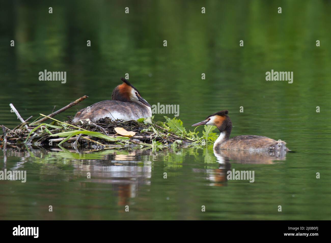 Crested grebes couple 2 Stock Photo - Alamy