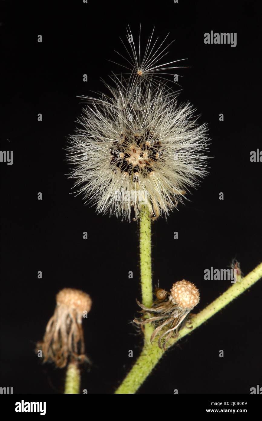 Orange Hawkweed, Hieracium aurantiacum, Seed Head Stock Photo - Alamy