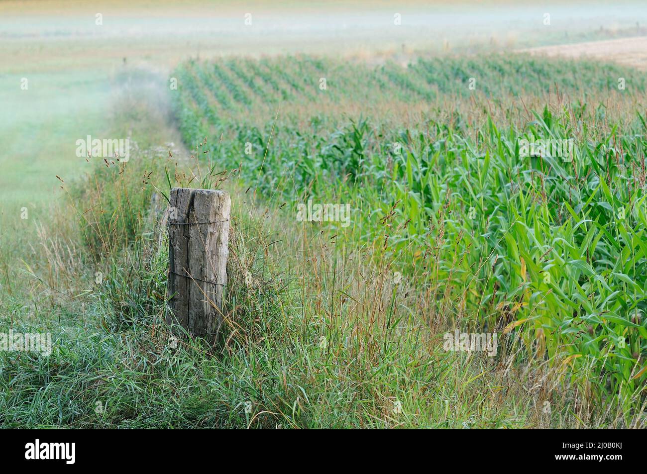 Cultivated meadow hi-res stock photography and images - Alamy