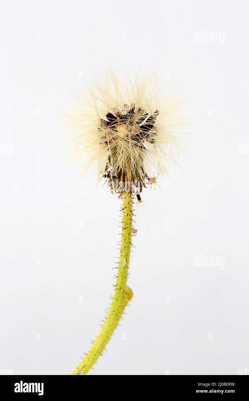 Hawkweed seeds hi-res stock photography and images - Alamy
