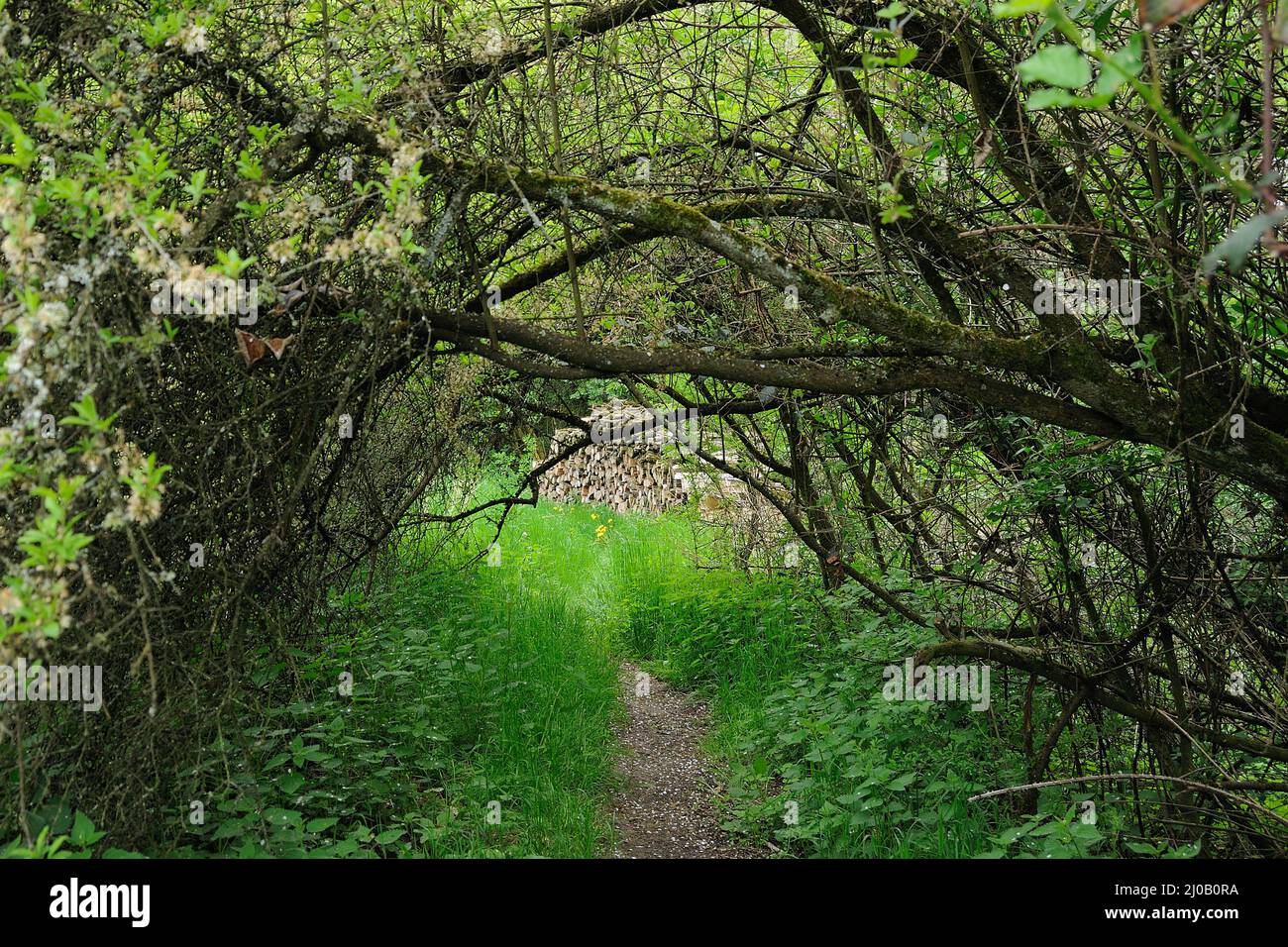 Greenery tunnel hi-res stock photography and images - Alamy