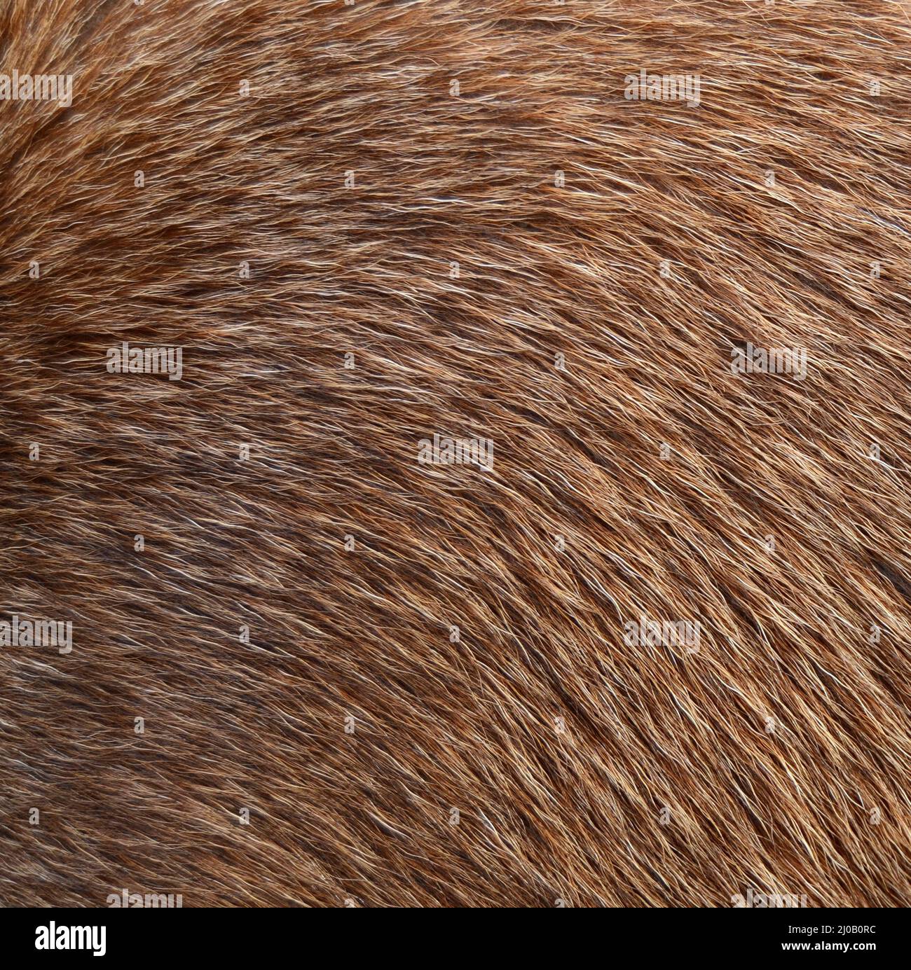Wolf fur texture background gray hi-res stock photography and images ...