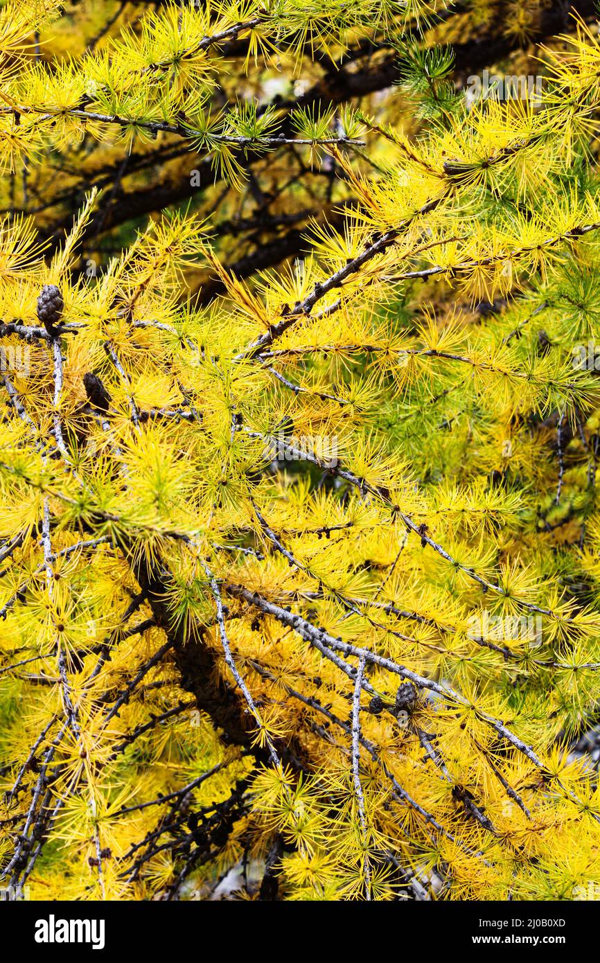 Closeup shot of a bright pine tree Stock Photo - Alamy
