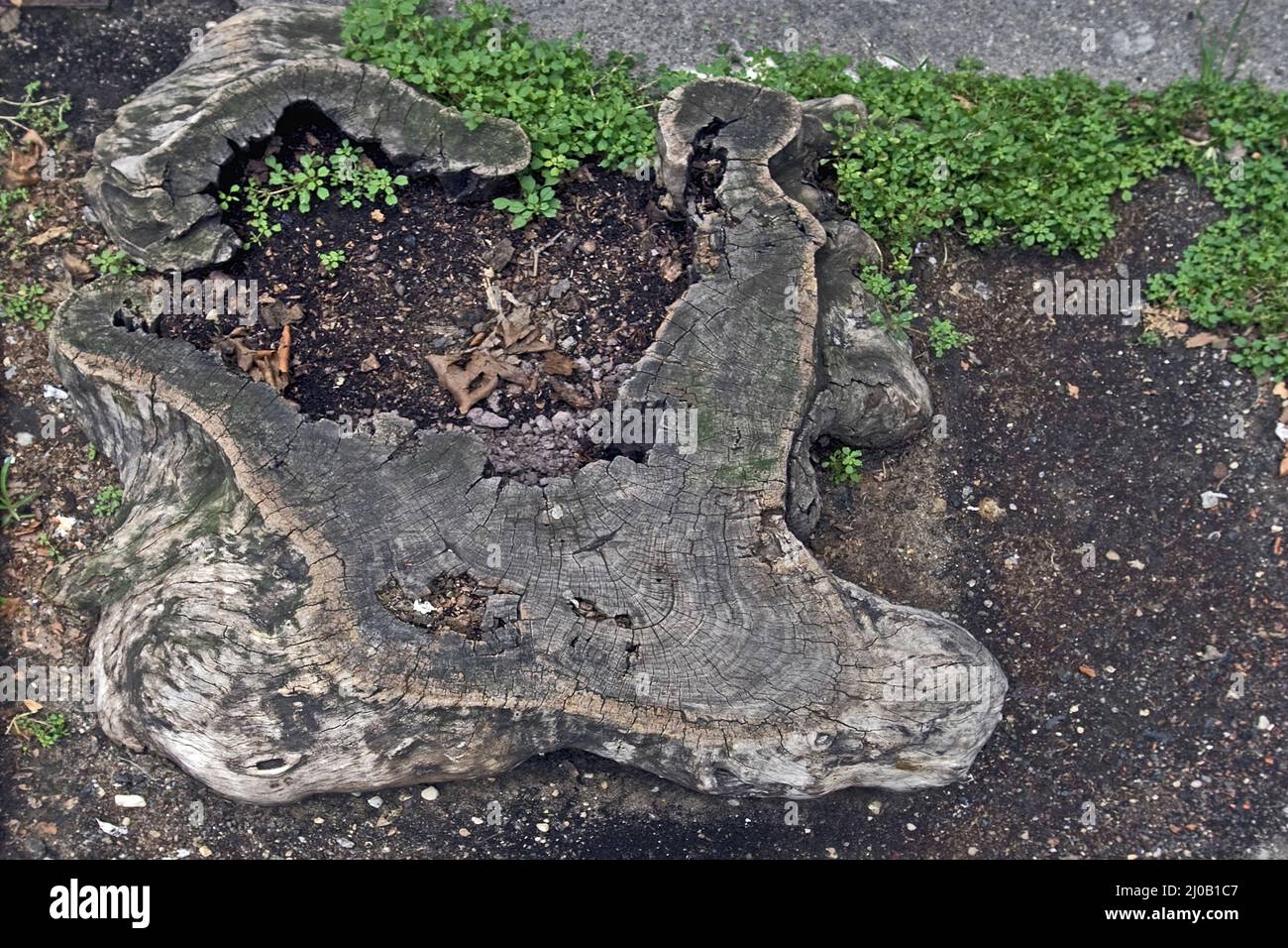 Root stump hi-res stock photography and images - Alamy