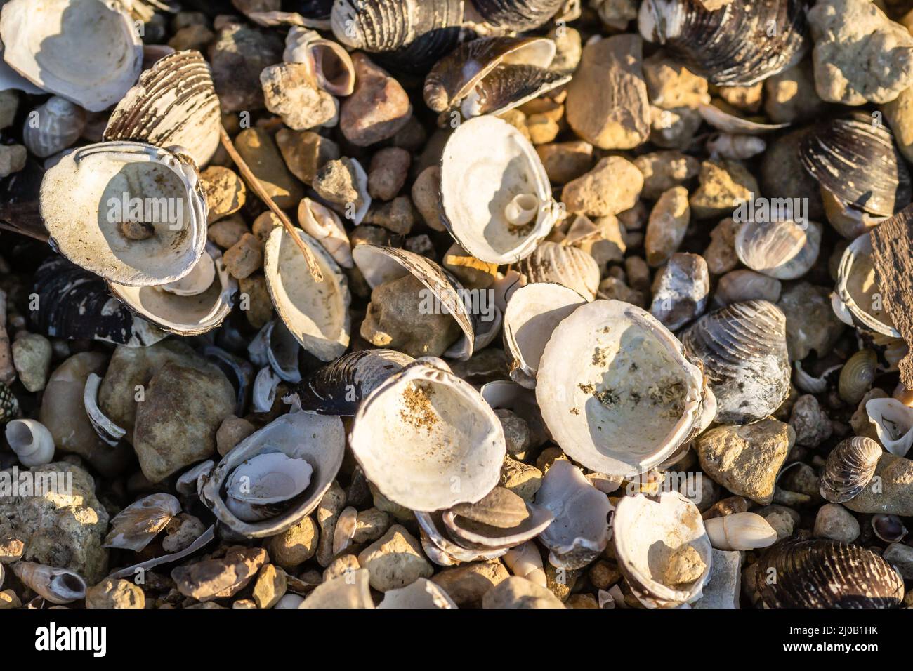 River shells scattered on the pebble bank of the Danube Stock Photo - Alamy