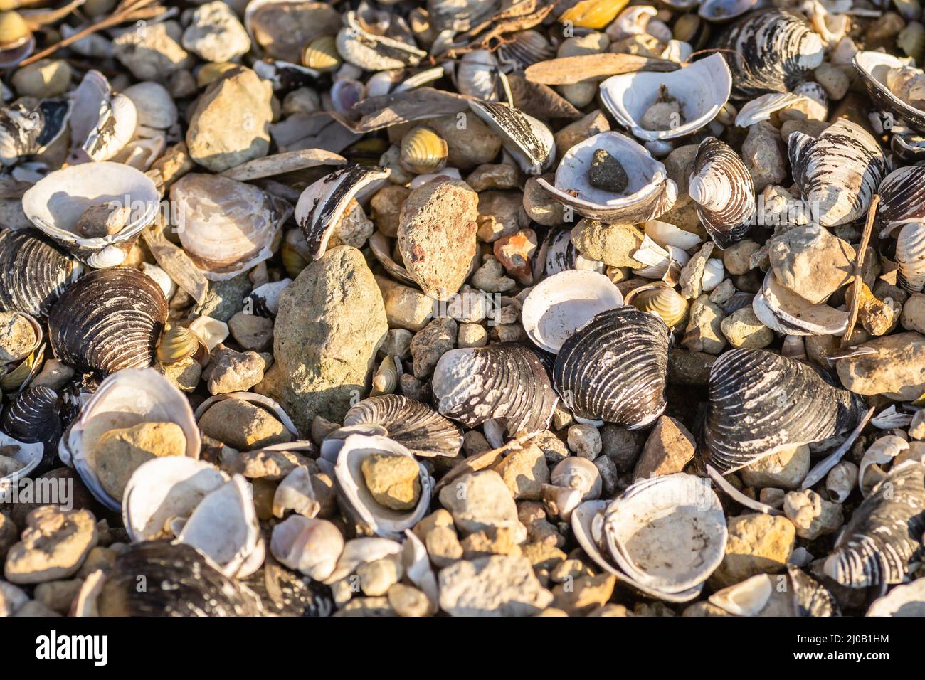 River shells scattered on the pebble bank of the Danube Stock Photo - Alamy