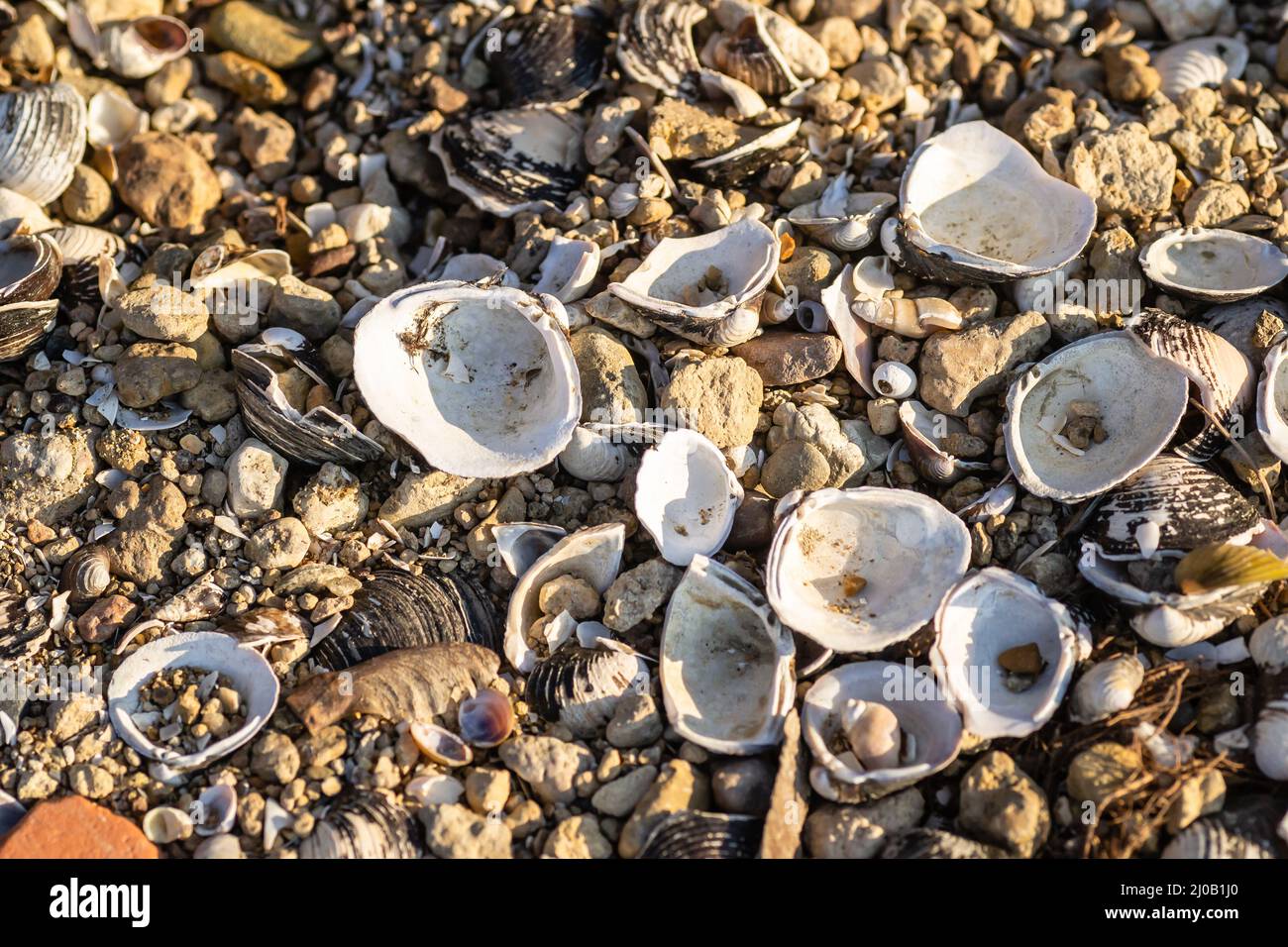 River shells hi-res stock photography and images - Alamy