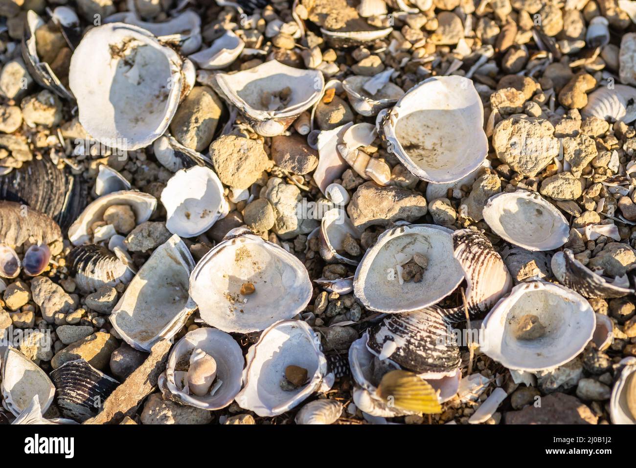 River shells scattered on the pebble bank of the Danube Stock Photo - Alamy