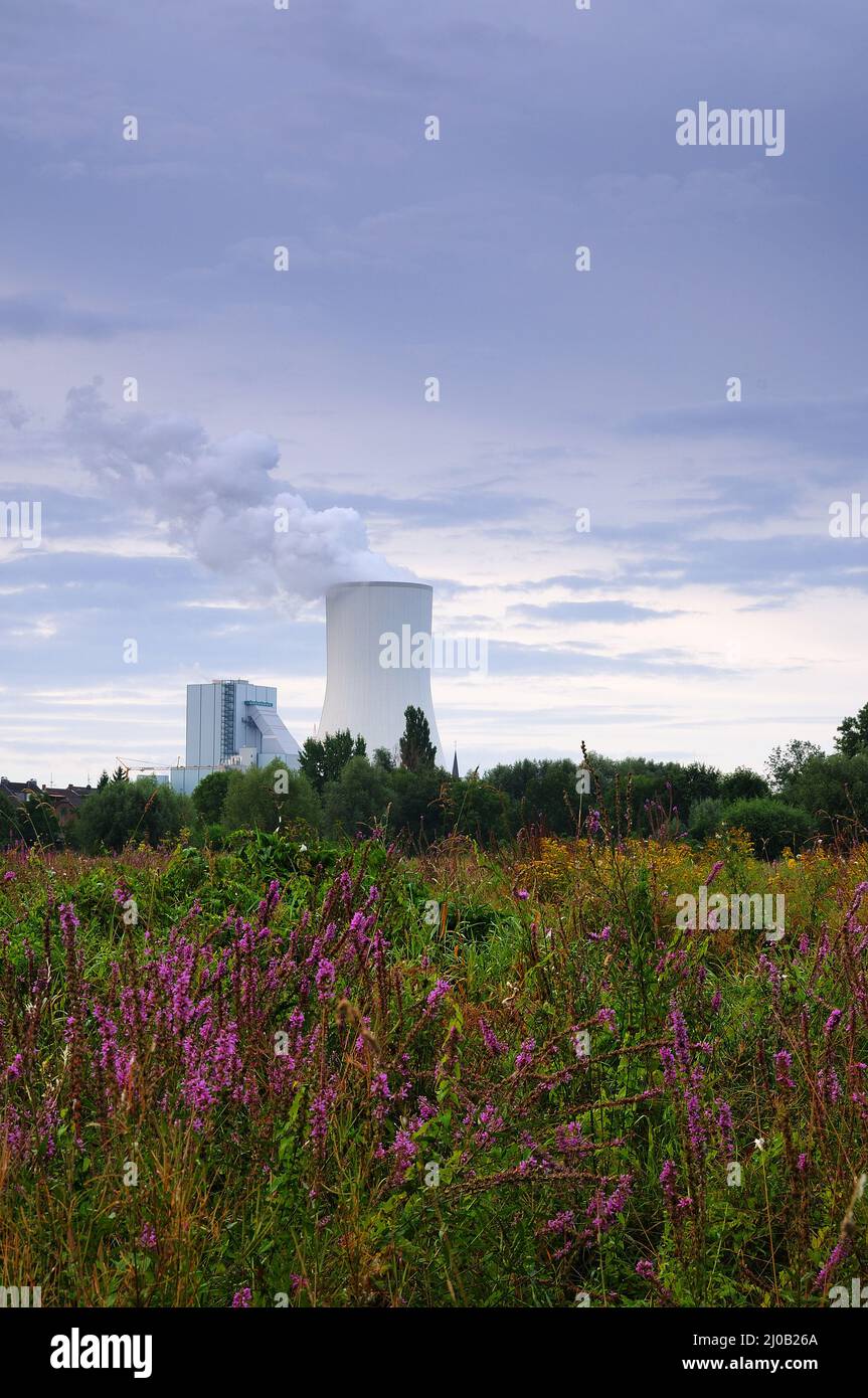 Generating plant hi-res stock photography and images - Alamy