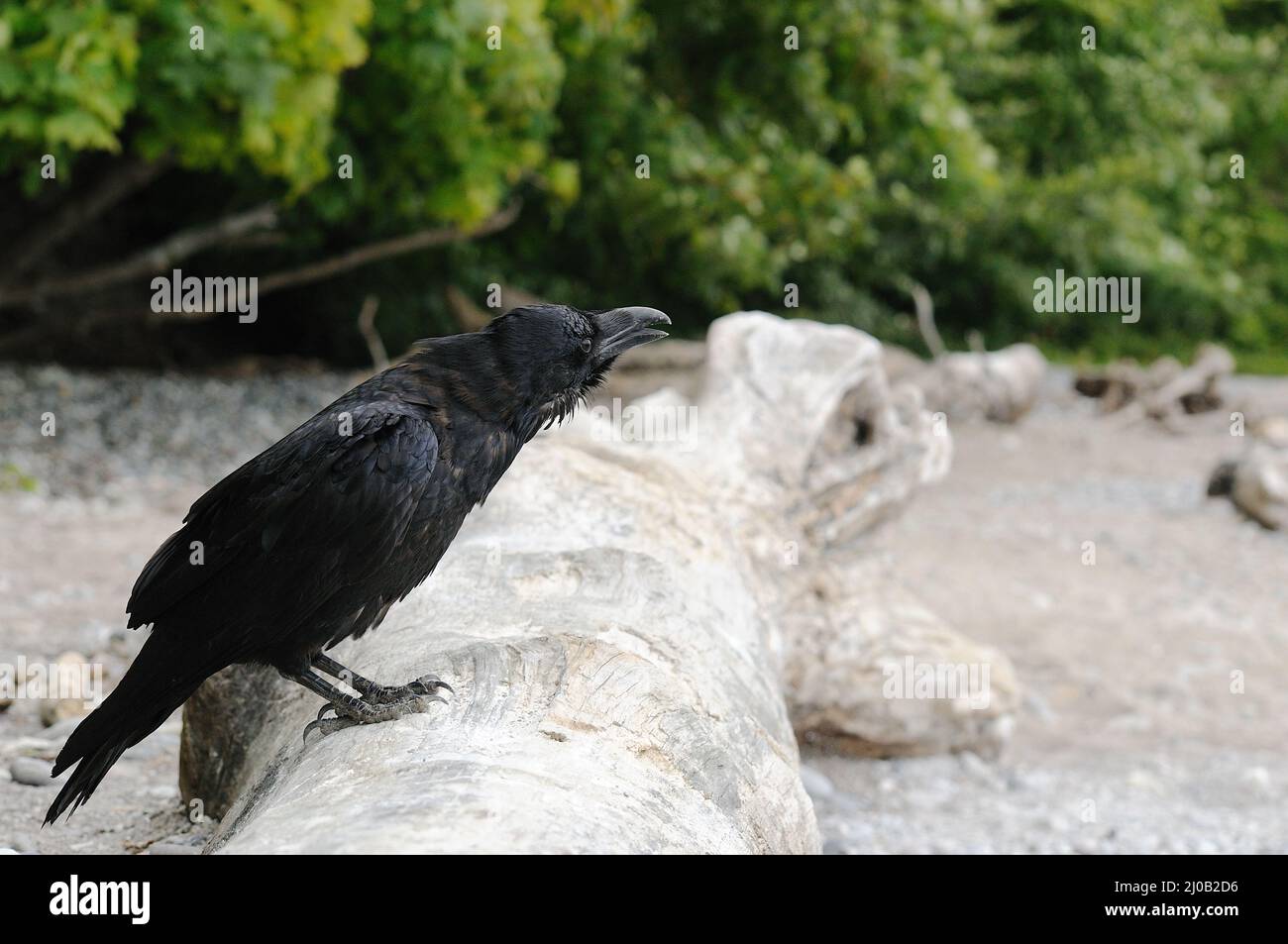 Crow at the beach Stock Photo - Alamy
