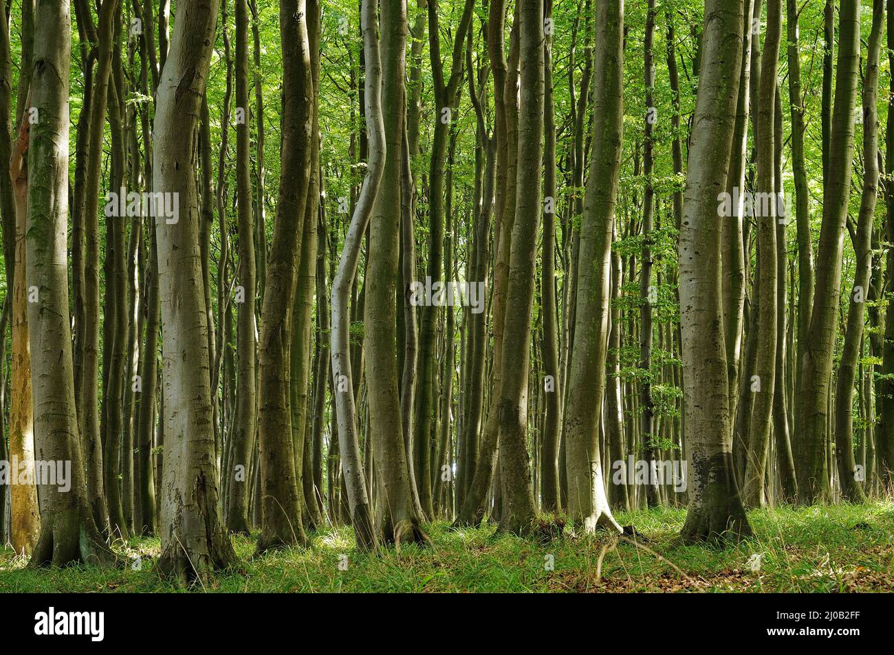 National Park Jasmund Stock Photo - Alamy