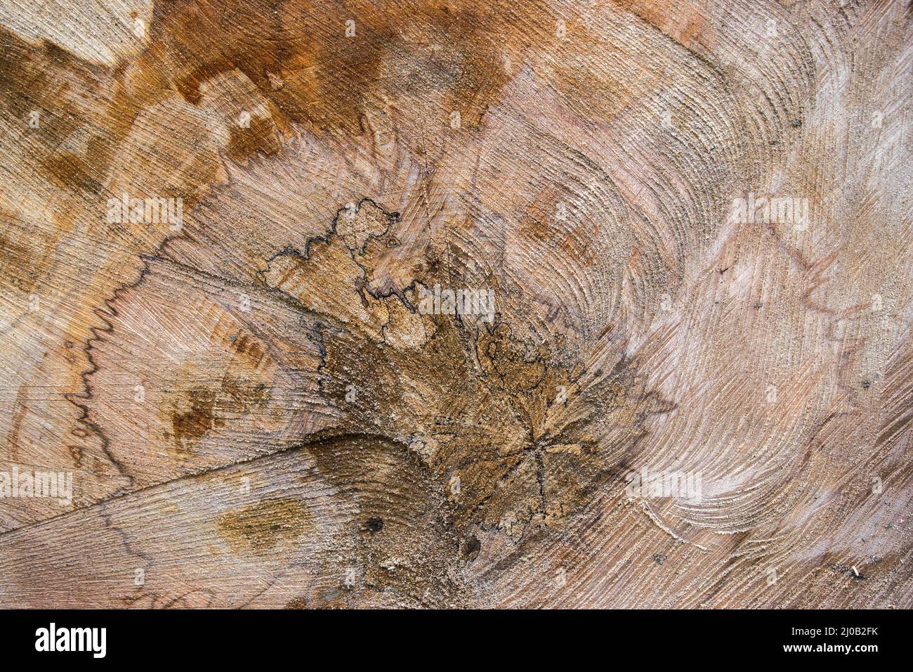 Of tree rings texture with the cross-section of a cut log Stock Photo ...