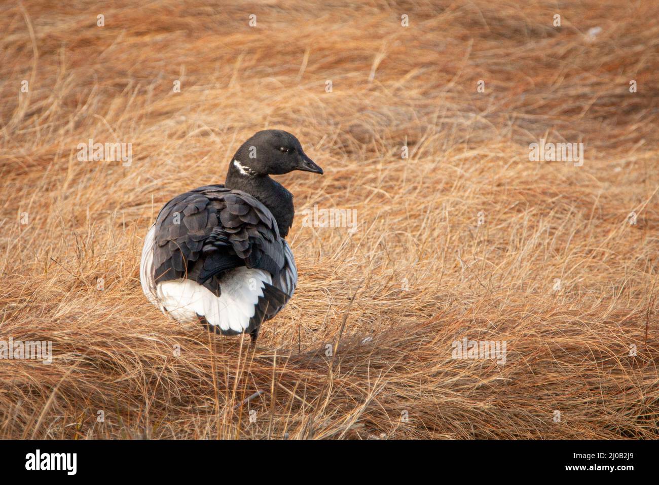 Beautiful Brant looking back towards the camera Stock Photo - Alamy