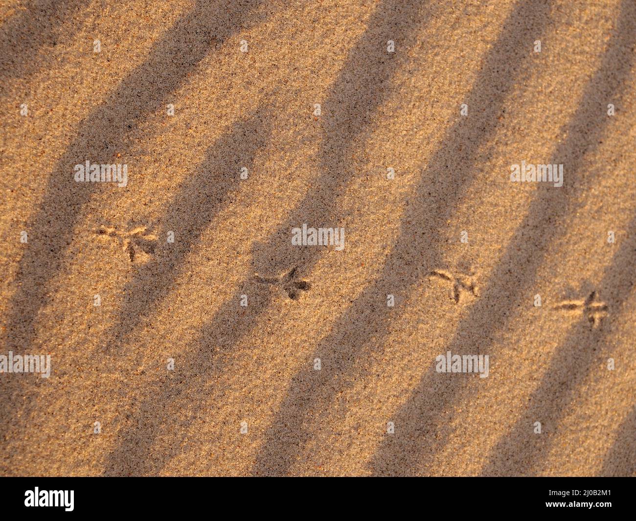 Bird marks in the sand Stock Photo - Alamy