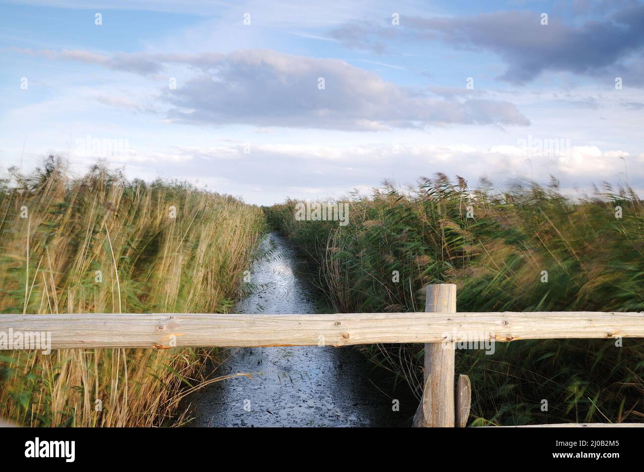 Reed sea hi-res stock photography and images - Alamy