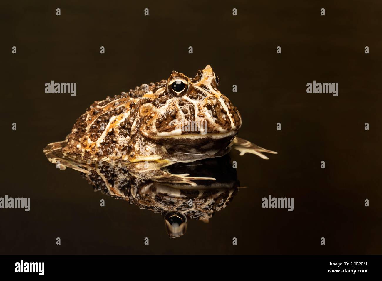 An Ornate Horned Frog, (Ceratophrys ornata), reflecting in a pool. This ...