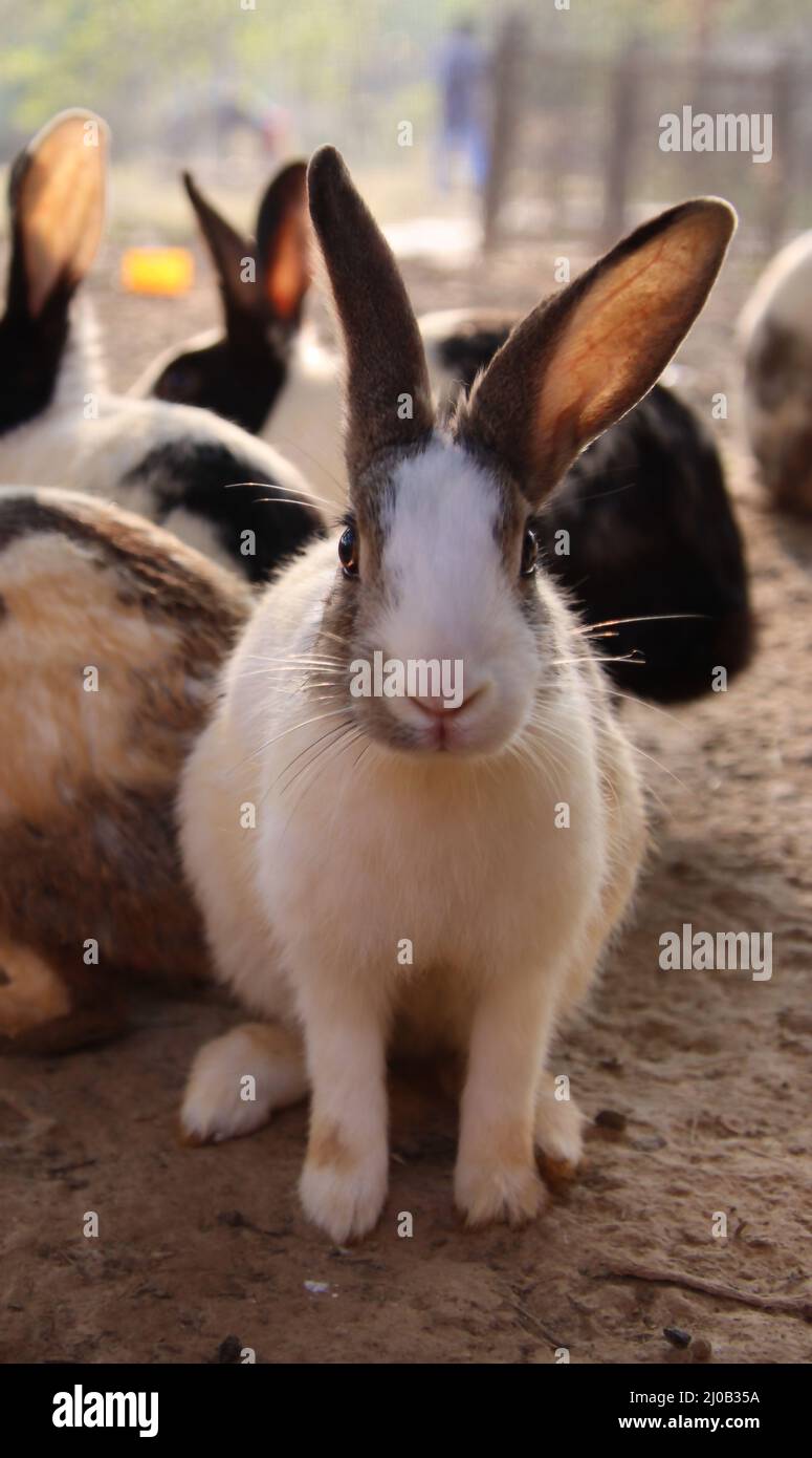 Rabbit standing and looking Stock Photo - Alamy
