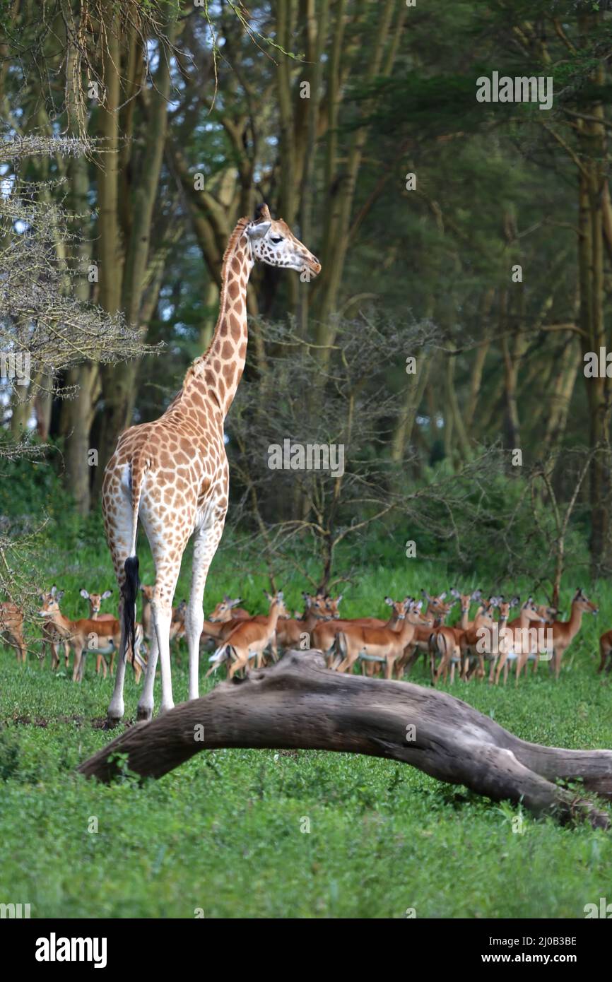 A giraffe in front of a herd of impalas in naivasha lake national game ...