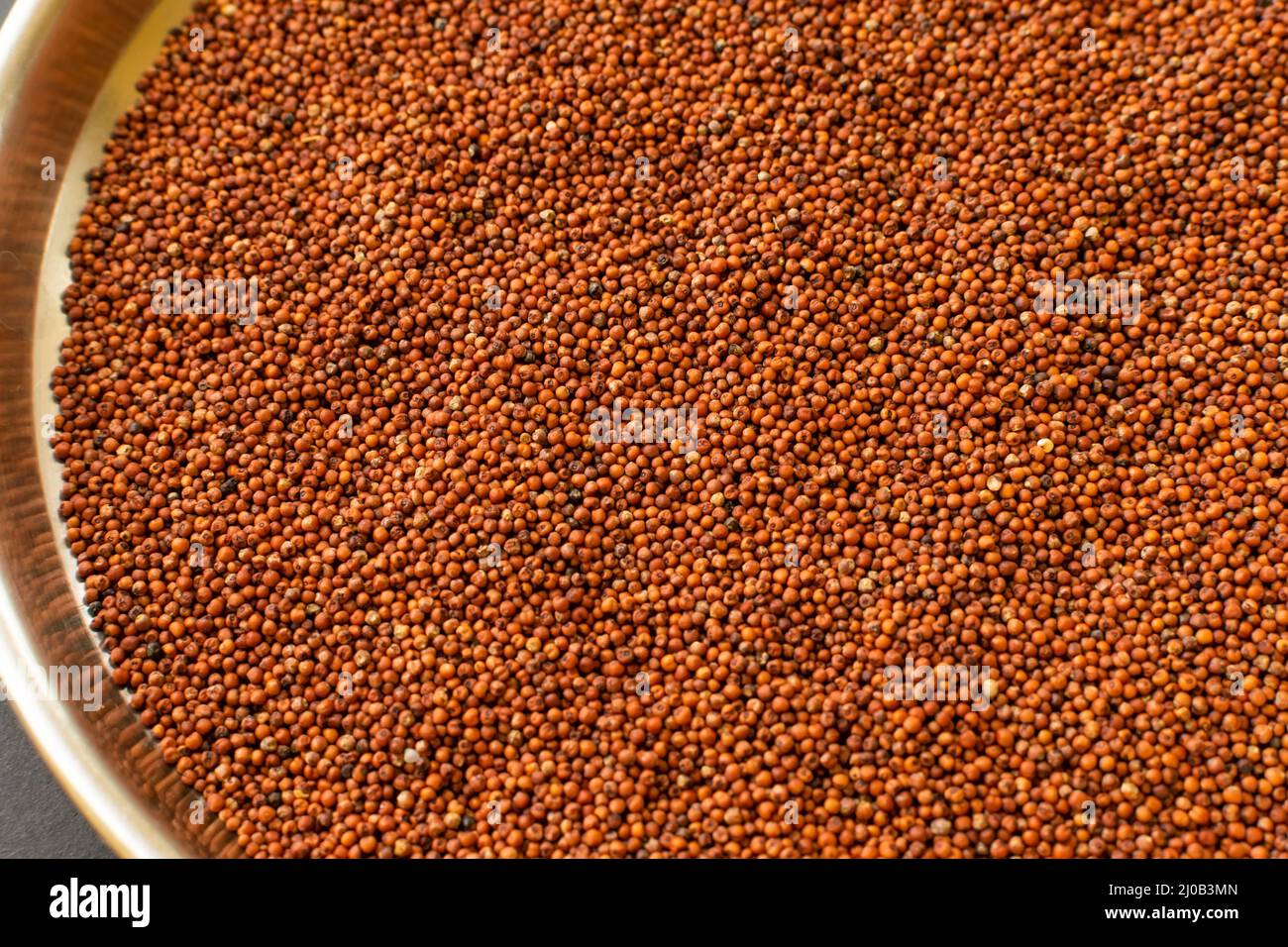 Finger millet spread in the steel plate. It is also known as nachani ...