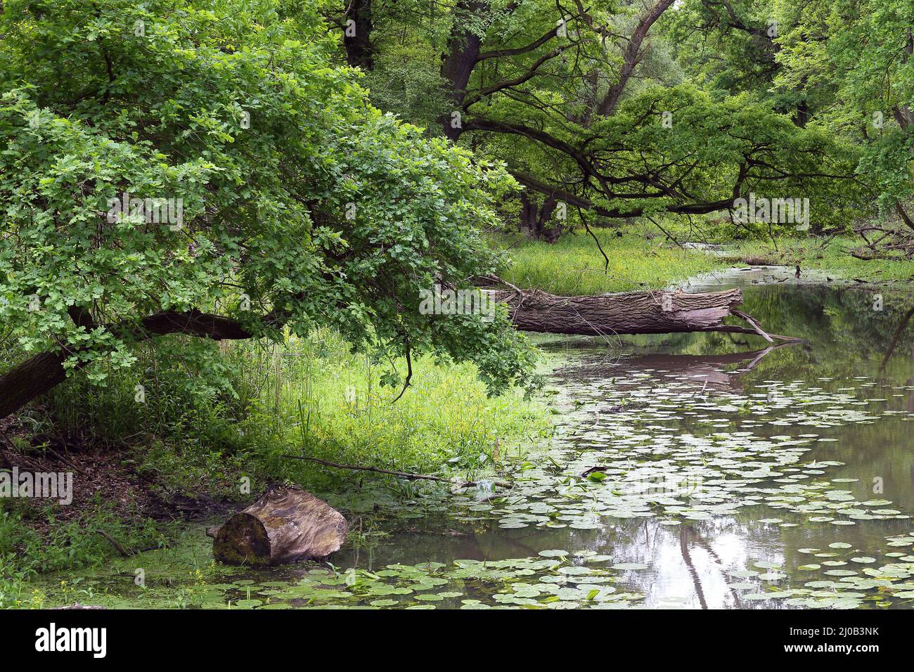 Oxbow lake, Floodplain Forest Nat. Park, Austria Stock Photo - Alamy