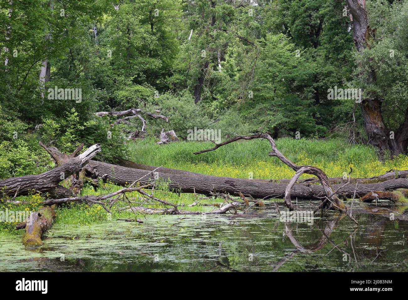 Oxbow lake, Floodplain Forest Nat. Park, Austria Stock Photo - Alamy