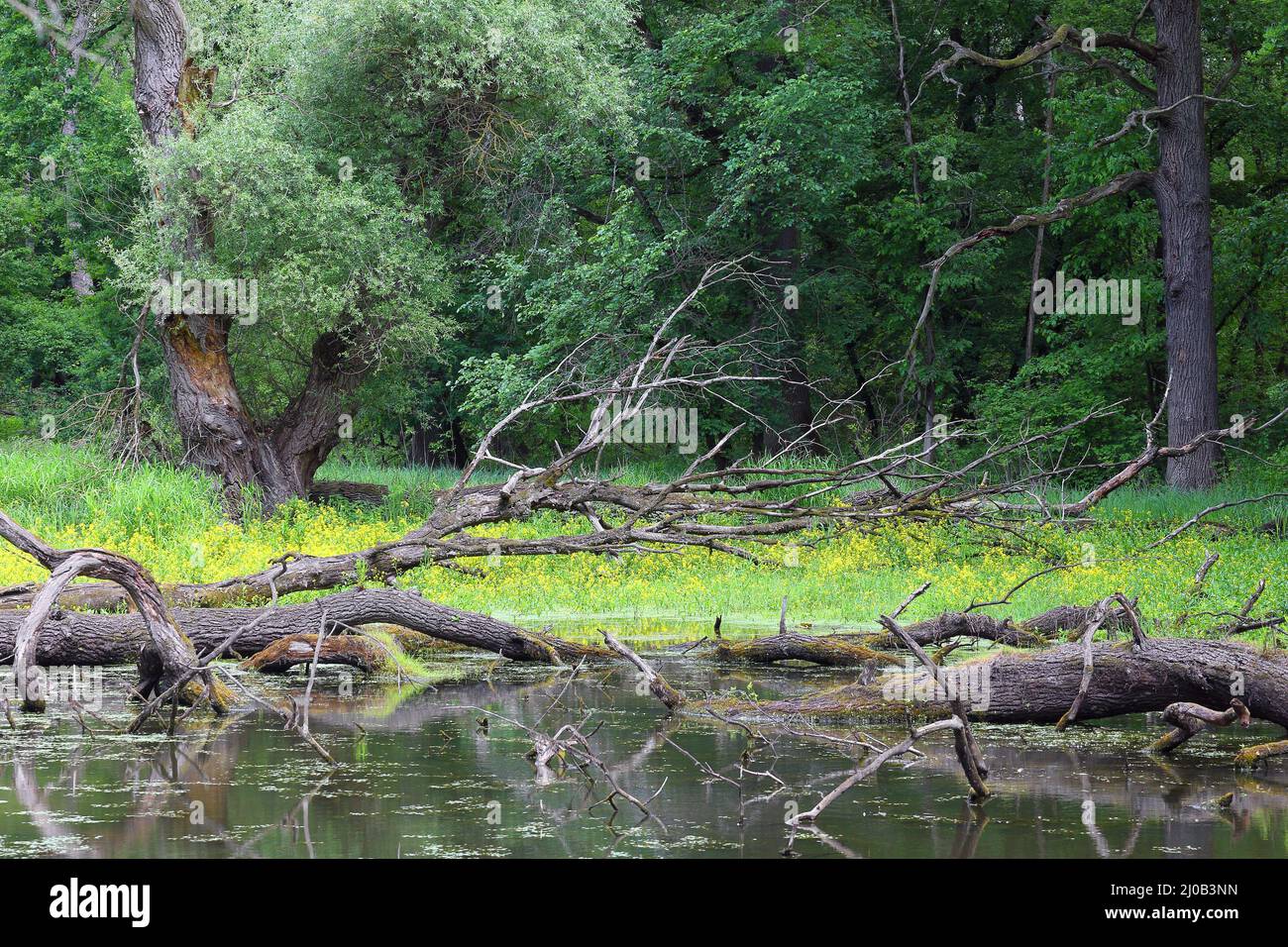 Oxbow lake, Floodplain Forest Nat. Park, Austria Stock Photo - Alamy