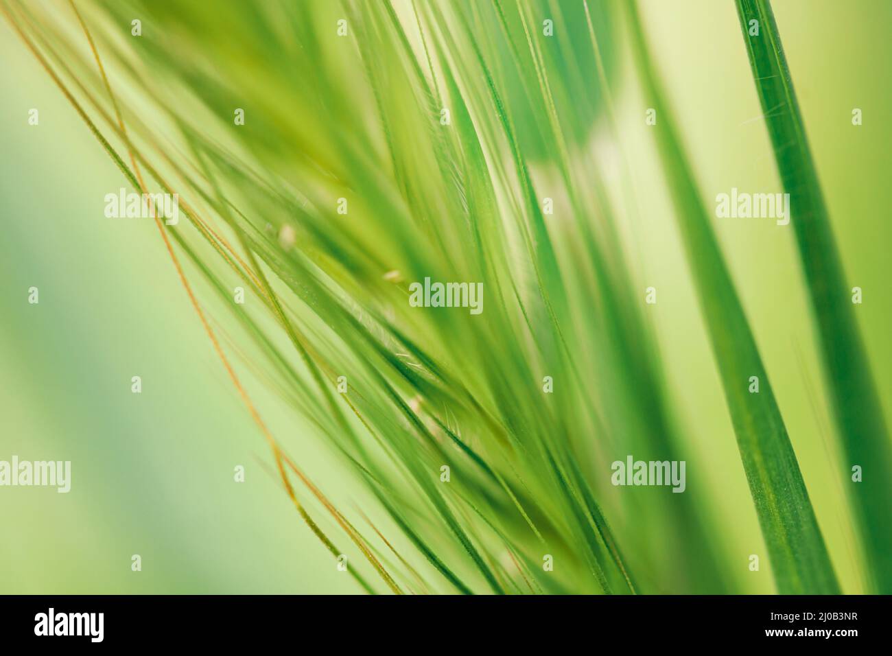 Spring awakening oil canvas hi-res stock photography and images - Alamy