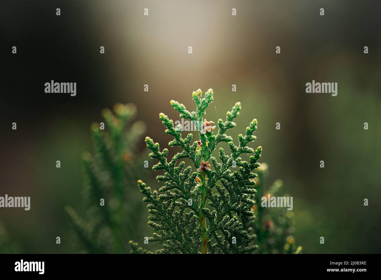 Spring awakening in the morning Stock Photo - Alamy