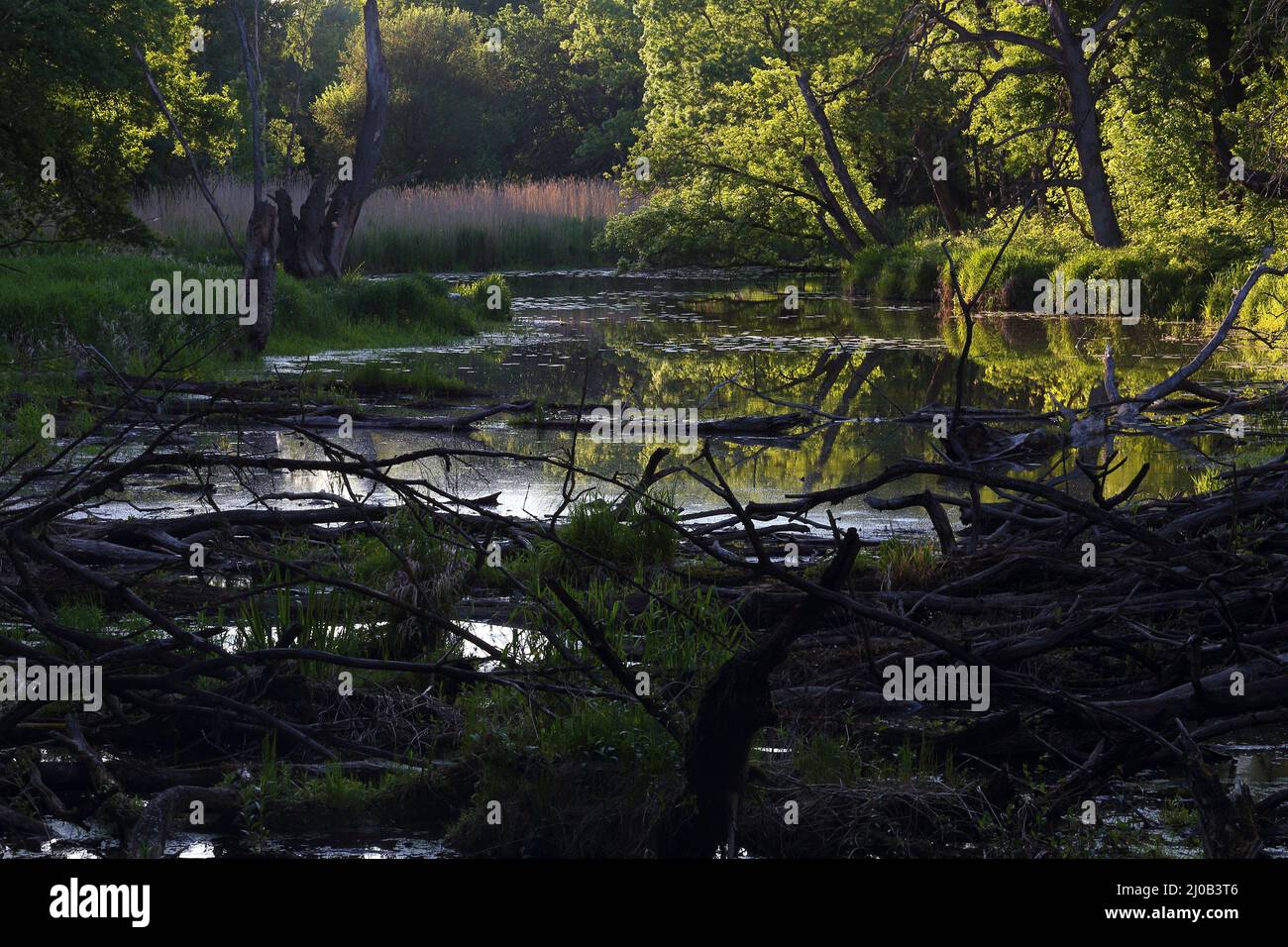 Oxbow lake, Floodplain Forest Nat. Park, Austria Stock Photo - Alamy