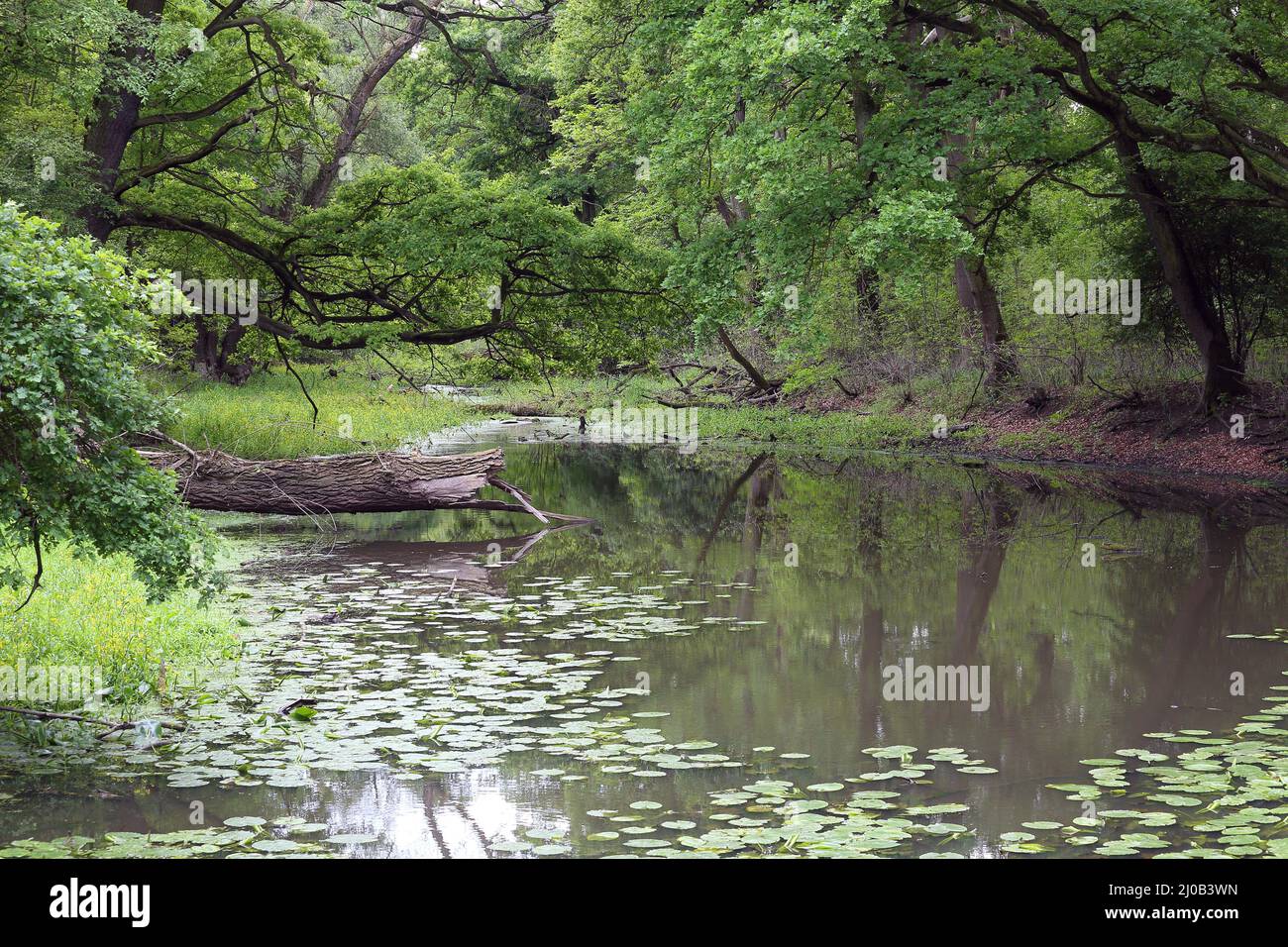 Oxbow lake, Floodplain Forest Nat. Park, Austria Stock Photo - Alamy