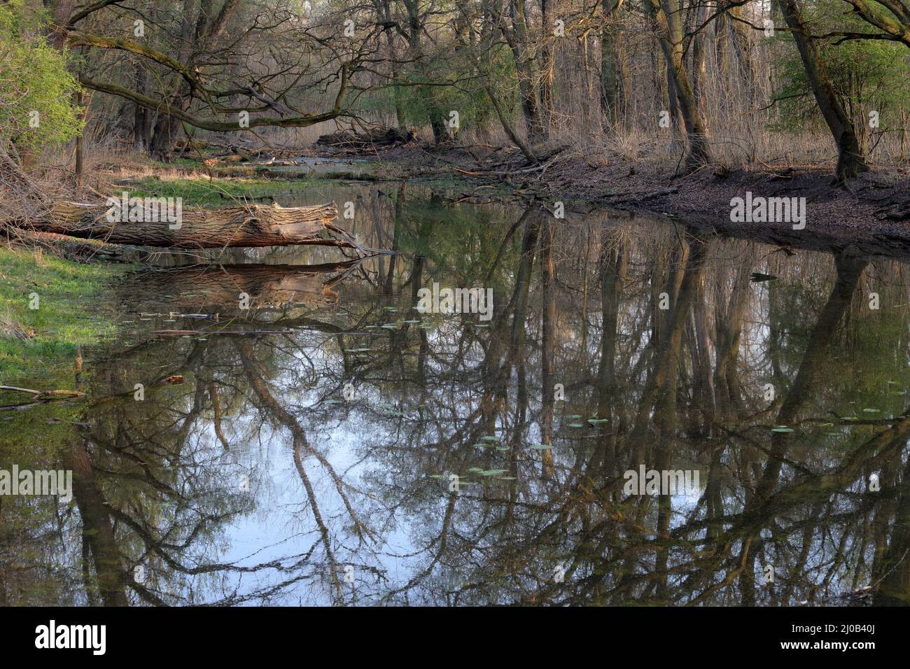 Oxbow lake, Floodplain Forest Nat. Park, Austria Stock Photo - Alamy