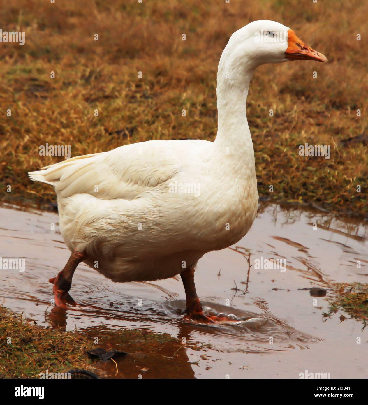 duck walking in the water and watching Stock Photo - Alamy
