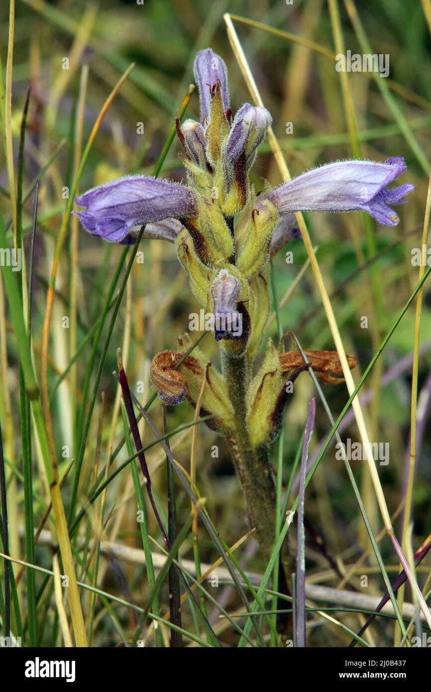 Yarrow broomrape, Phelipanche (Orobanche) purpurea Stock Photo - Alamy