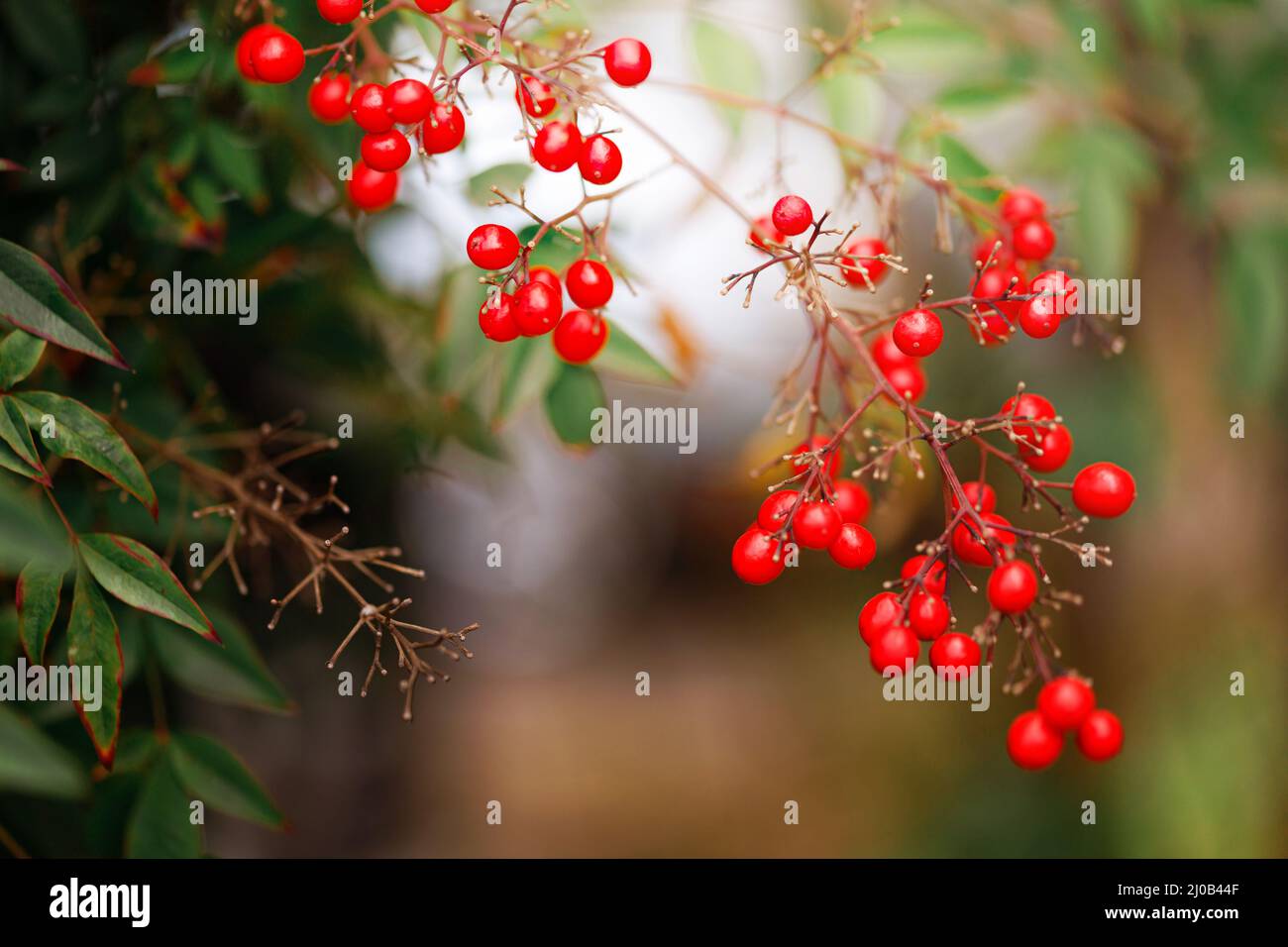 Spring awakening oil canvas hi-res stock photography and images - Alamy