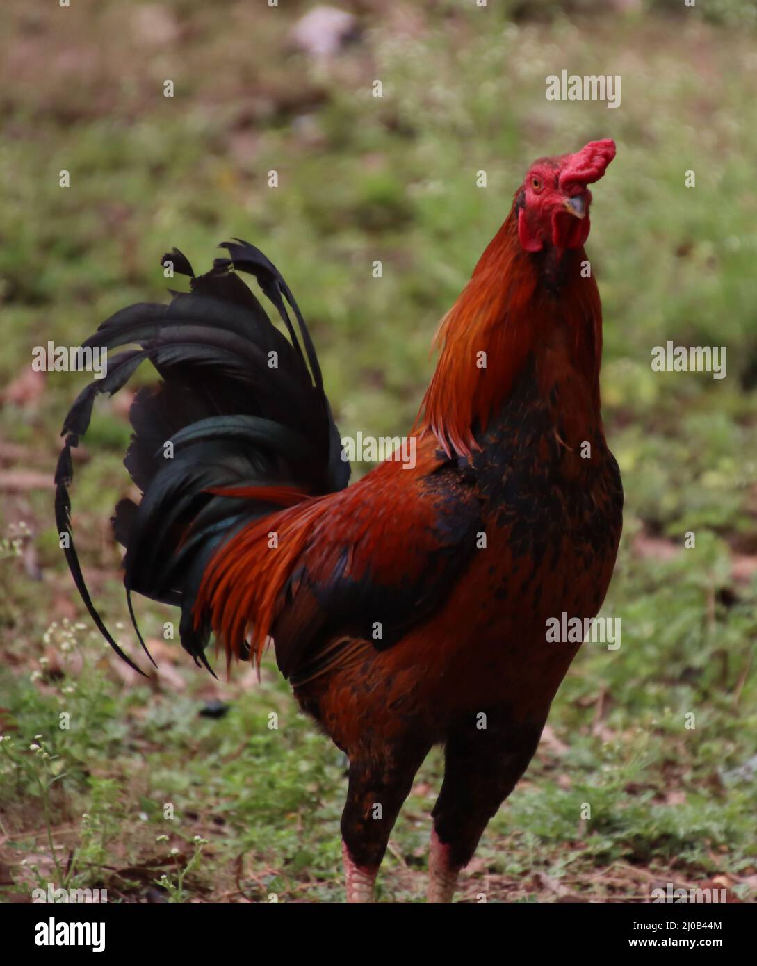 chicken standing and looking Stock Photo - Alamy