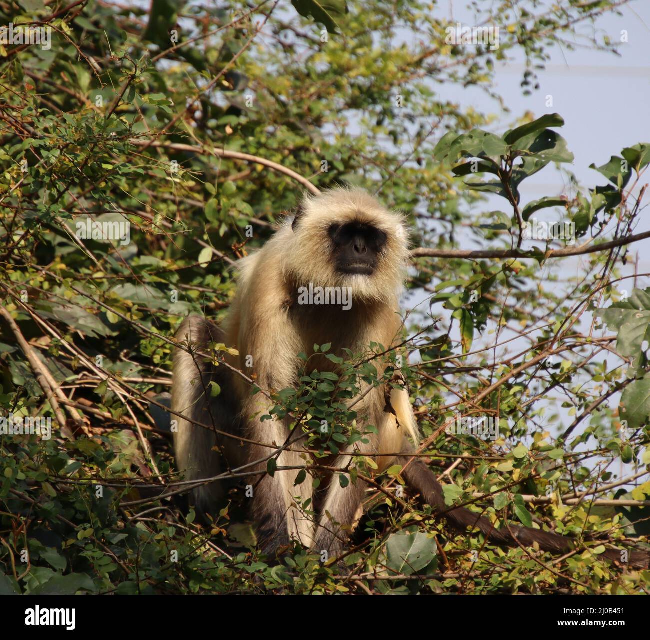 monkey sitting on tree branch Stock Photo - Alamy