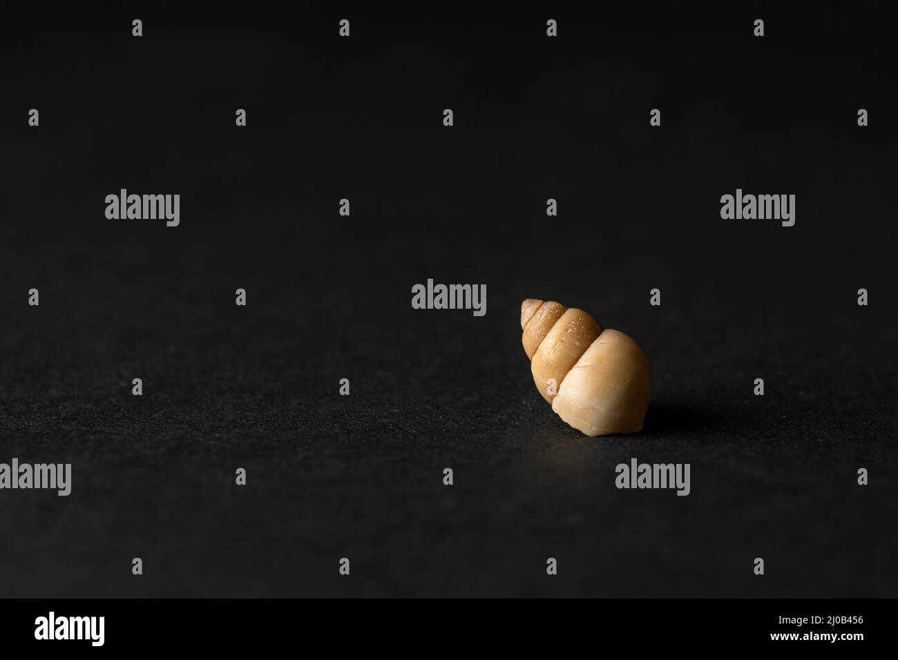 One sea shell hi-res stock photography and images - Alamy