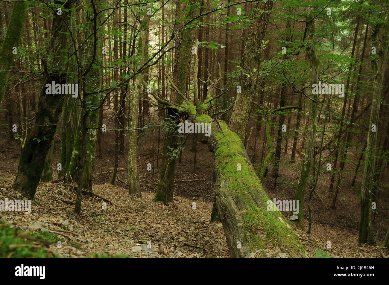 Fading tree hi-res stock photography and images - Alamy