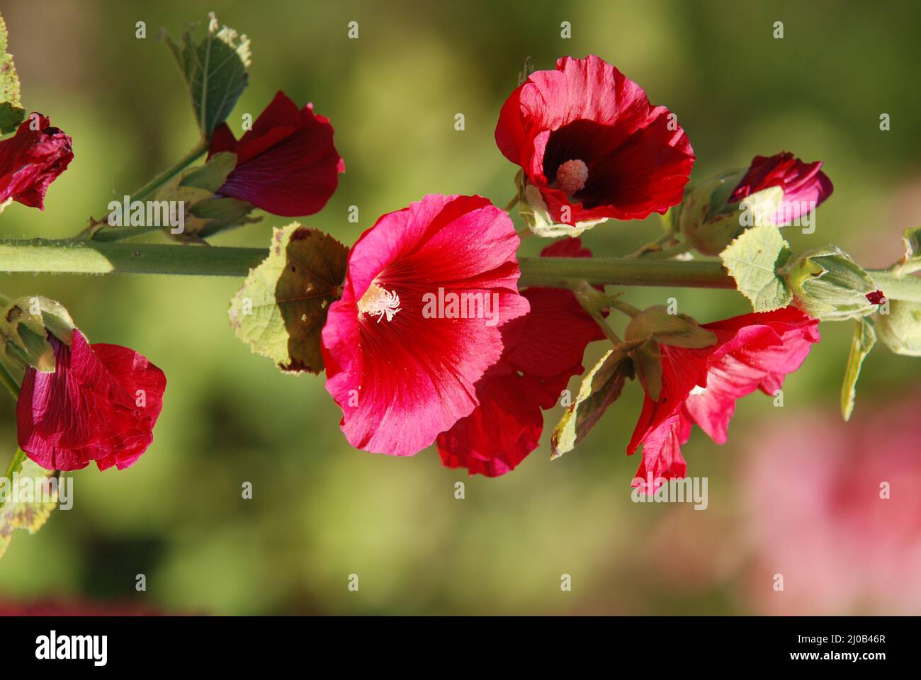 Stock rose hi-res stock photography and images - Alamy