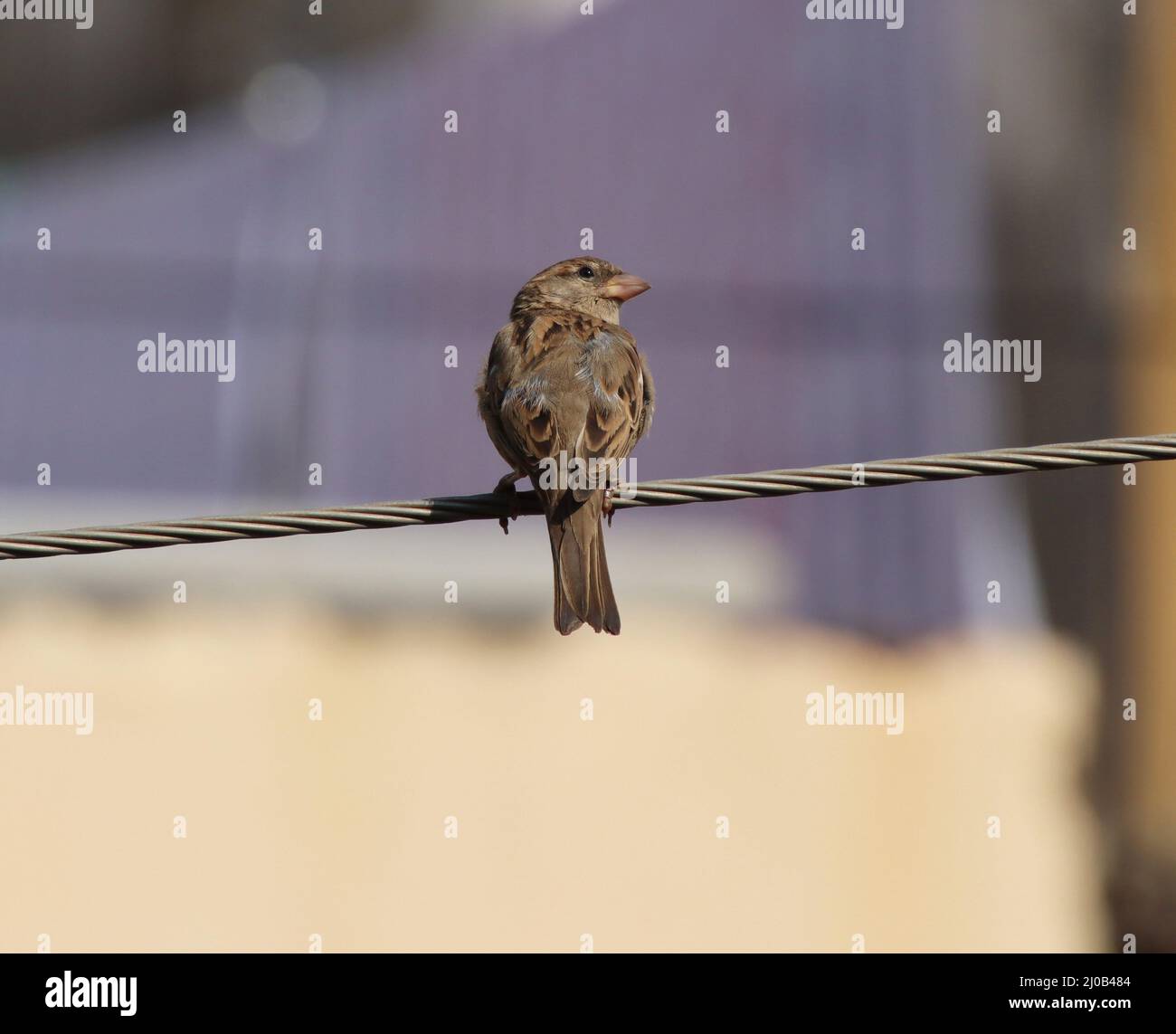 sparrow bird sitting on electric cable Stock Photo - Alamy