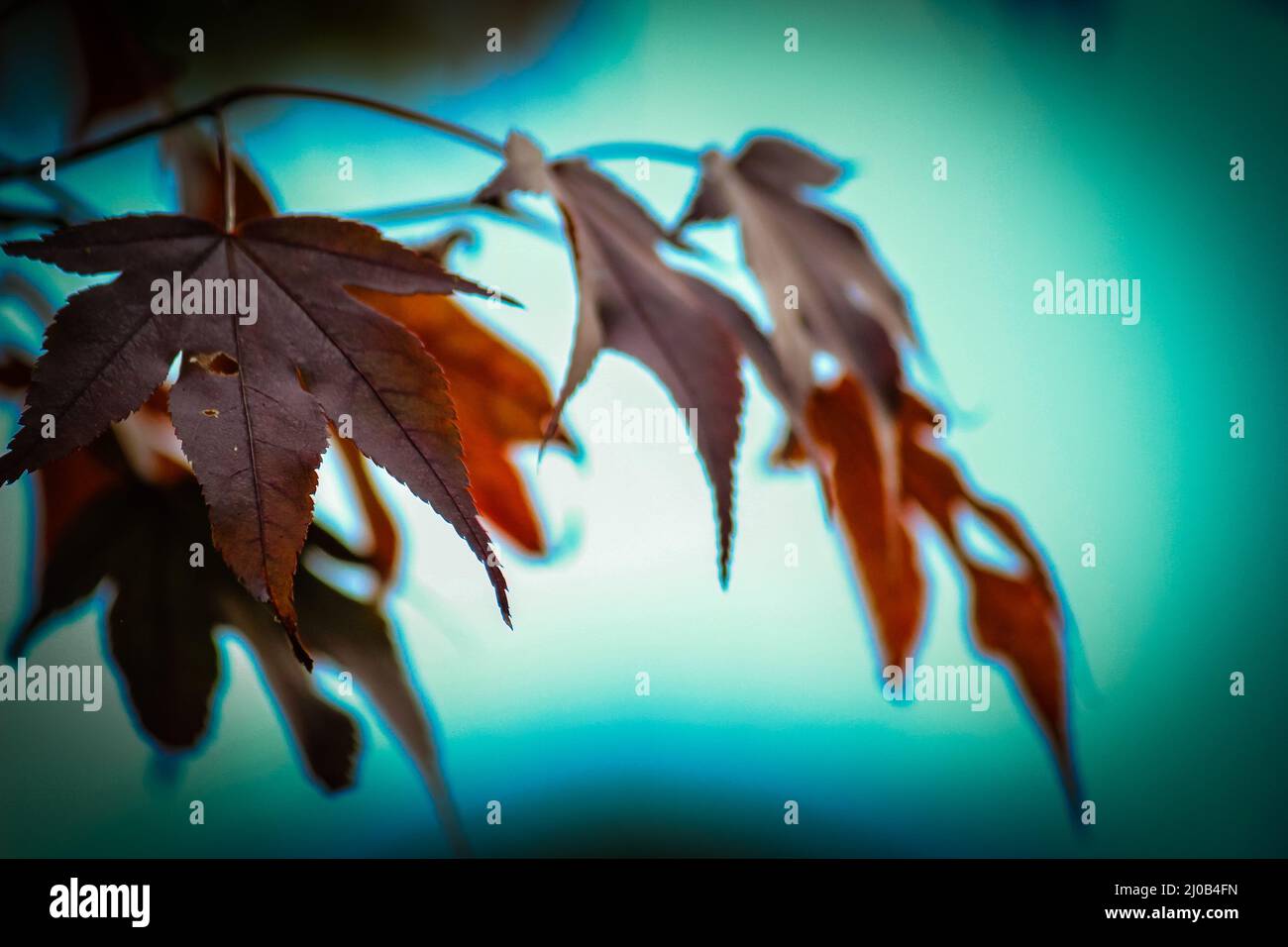 Zoom close up hi-res stock photography and images - Alamy
