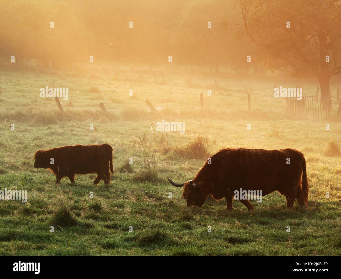 Grazing cattles in morning light Stock Photo - Alamy