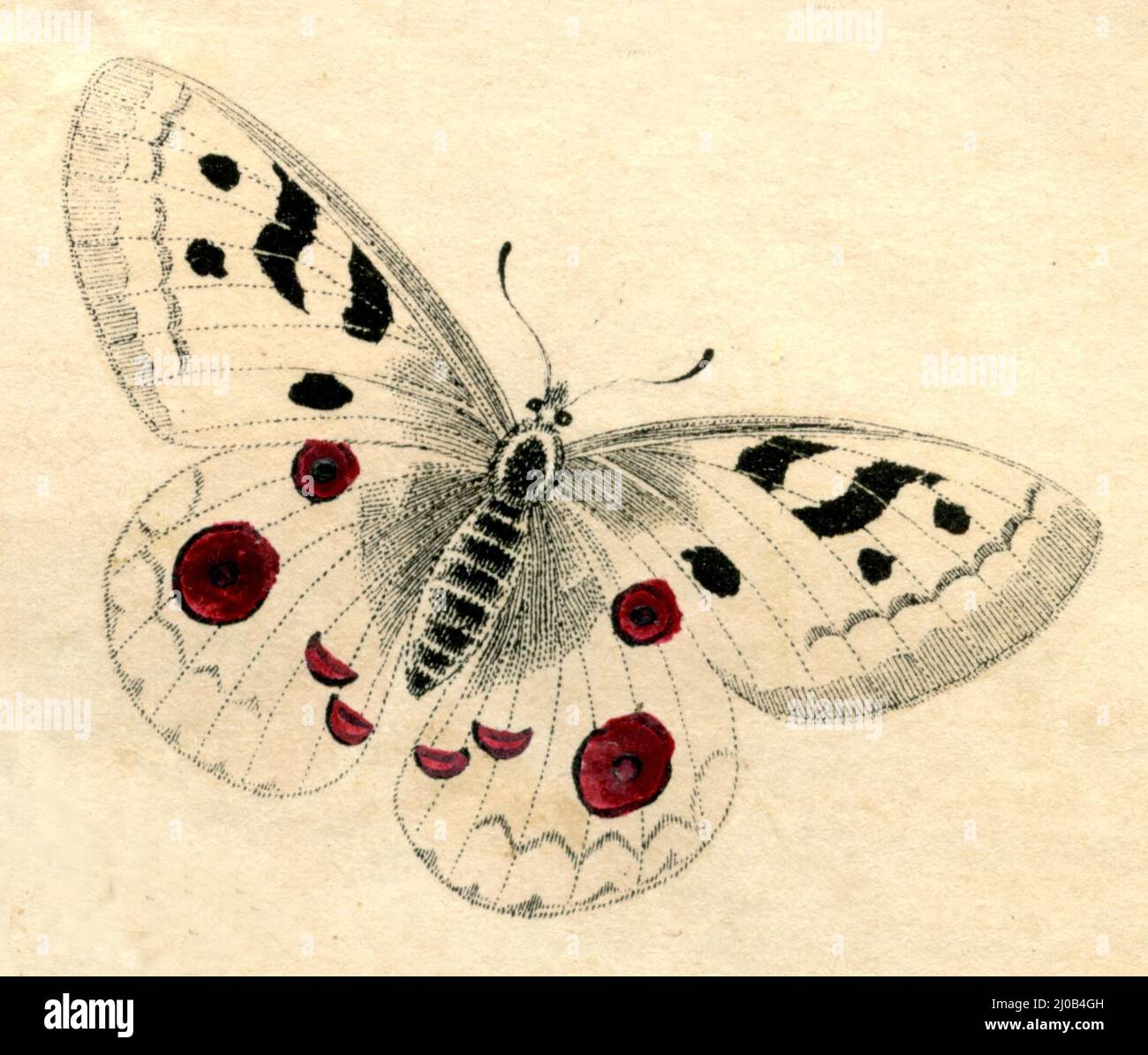 Parnassius apollon hi-res stock photography and images - Alamy