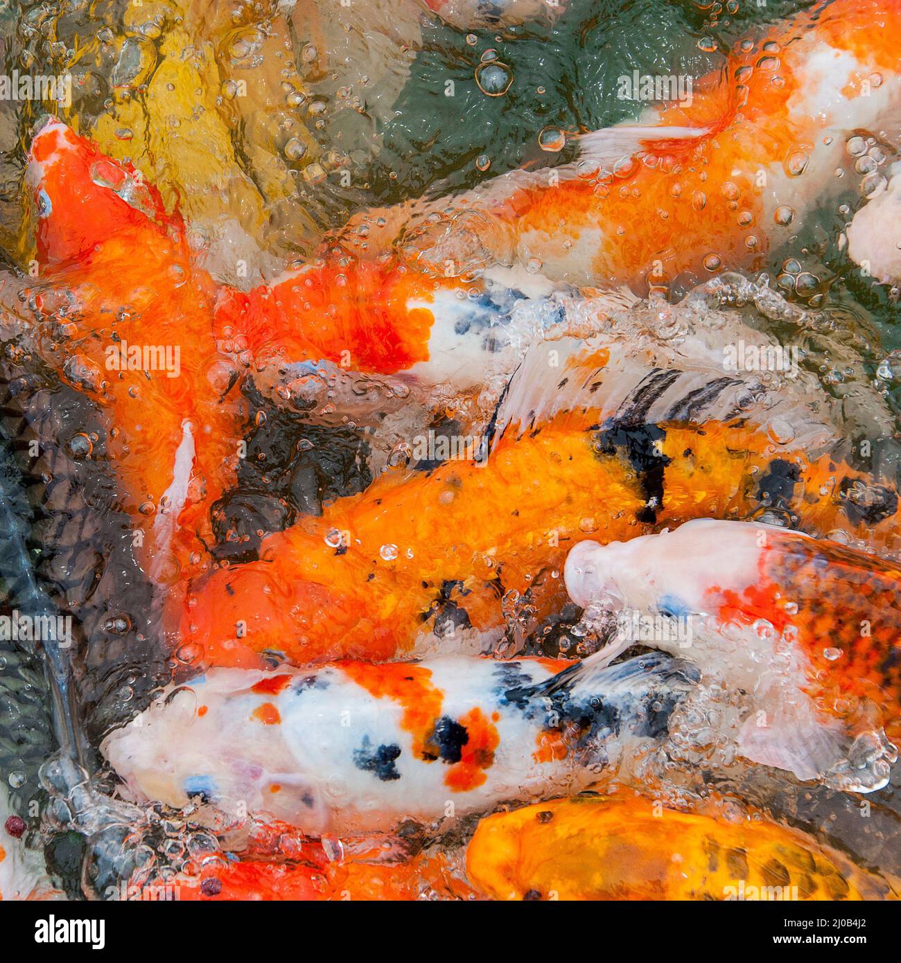 Colorful Koi carp Stock Photo - Alamy