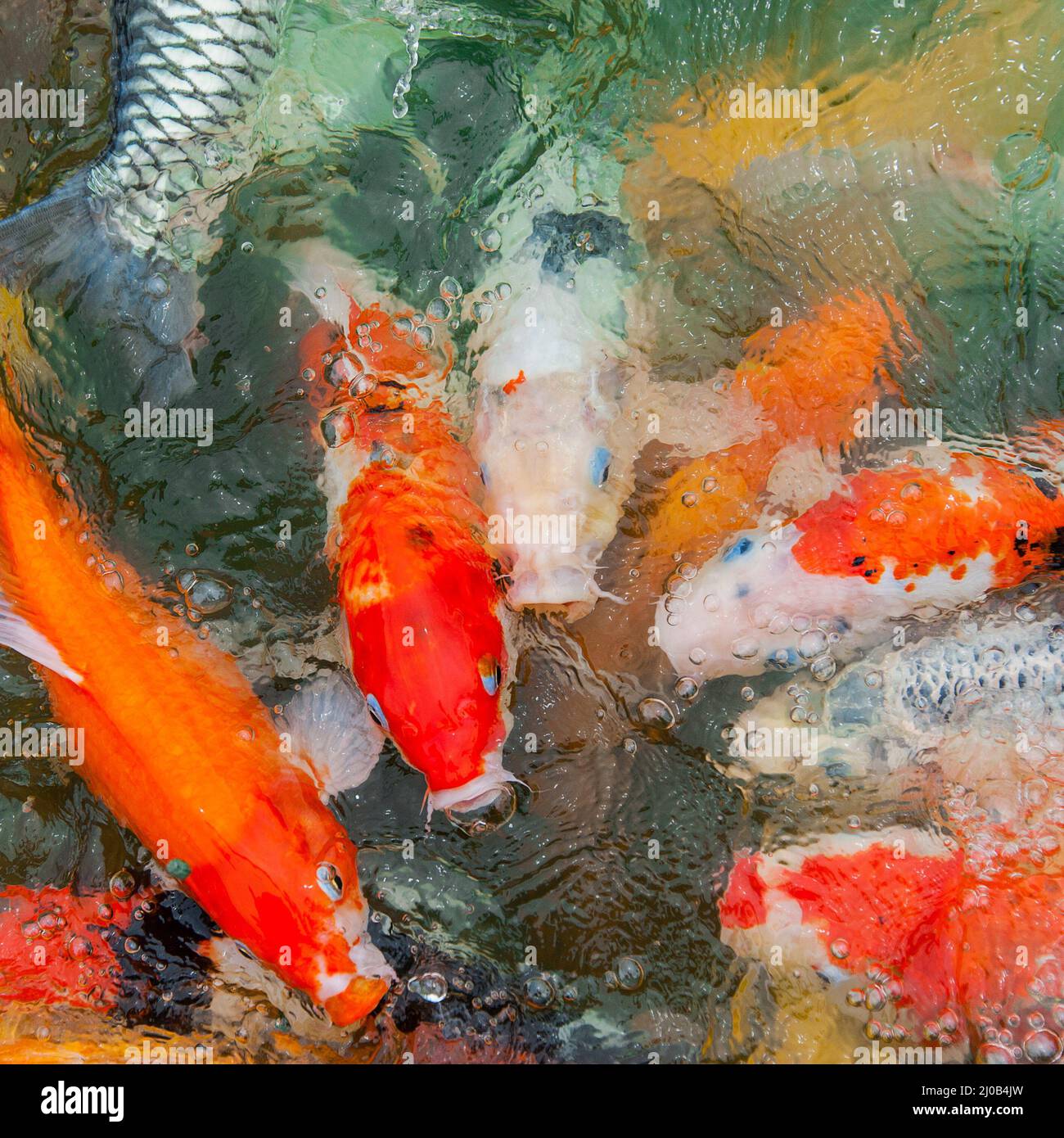 Colorful Koi carp Stock Photo - Alamy