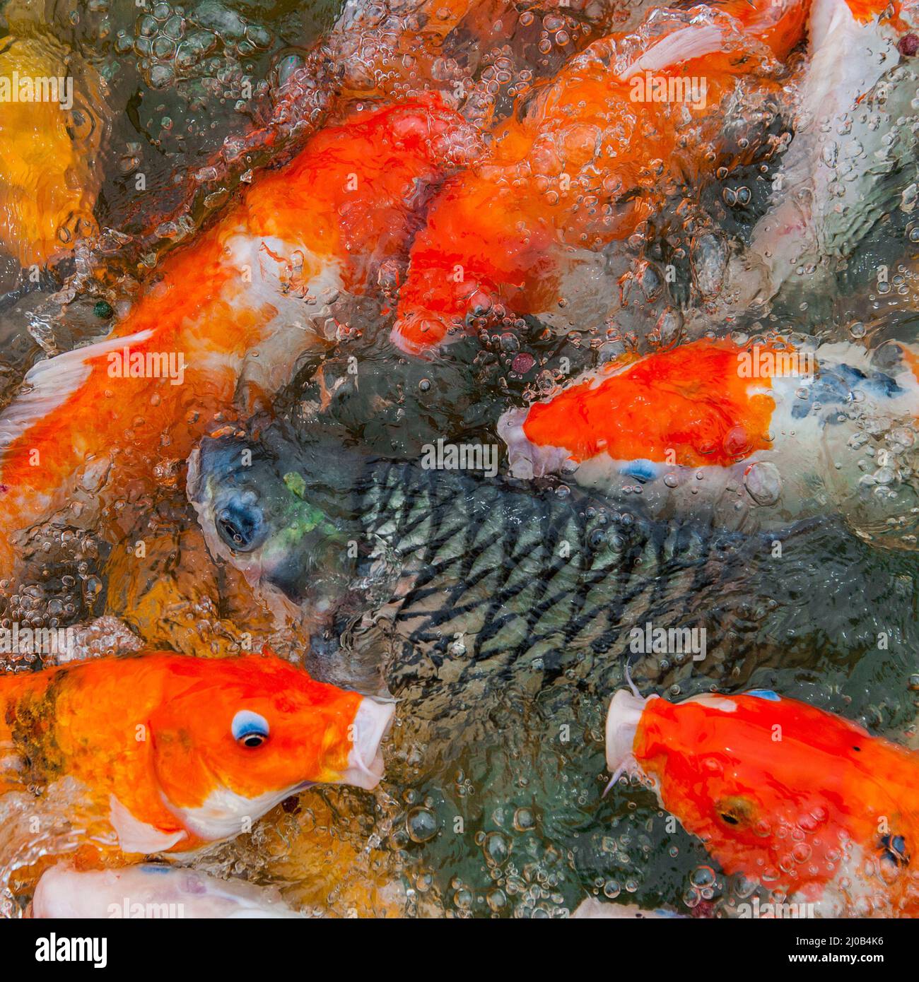 Colorful Koi carp Stock Photo - Alamy