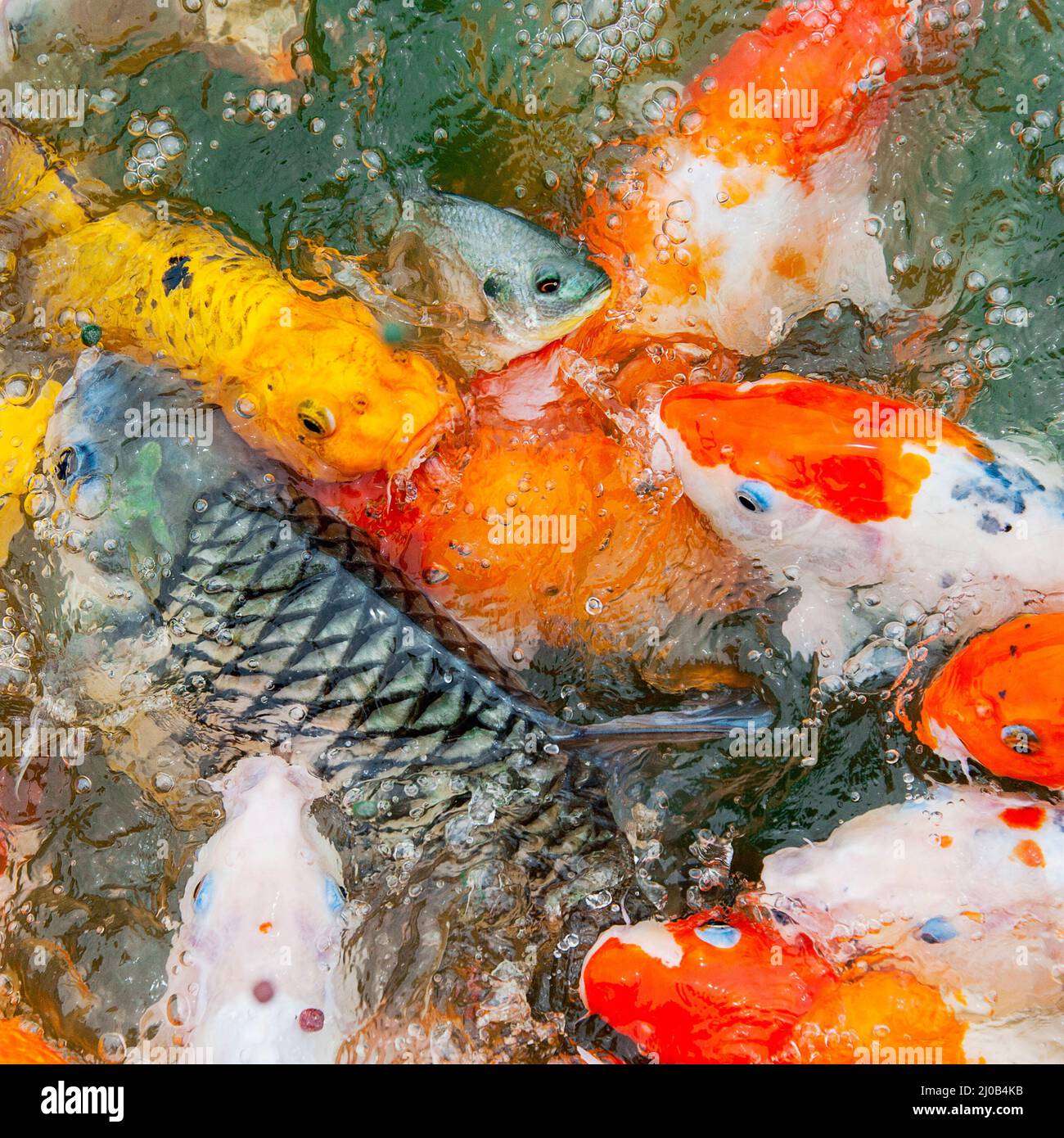 Colorful Koi carp Stock Photo - Alamy