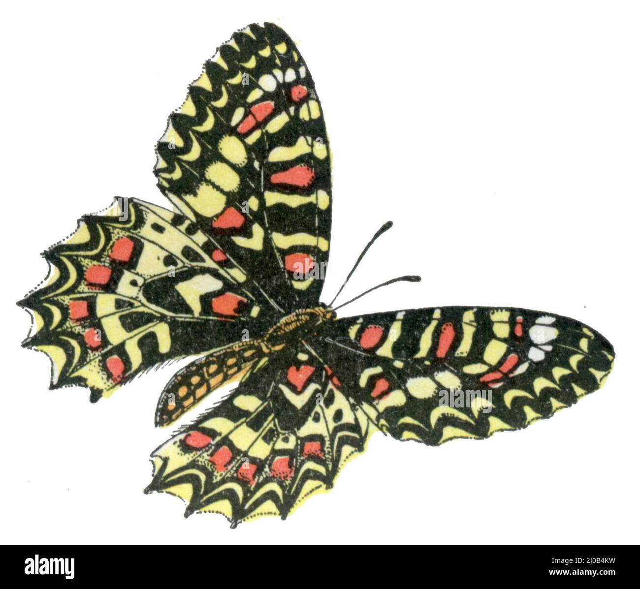 southern festoon Zerynthia polyxena, Millot, Adolphe (1857-1921 ...